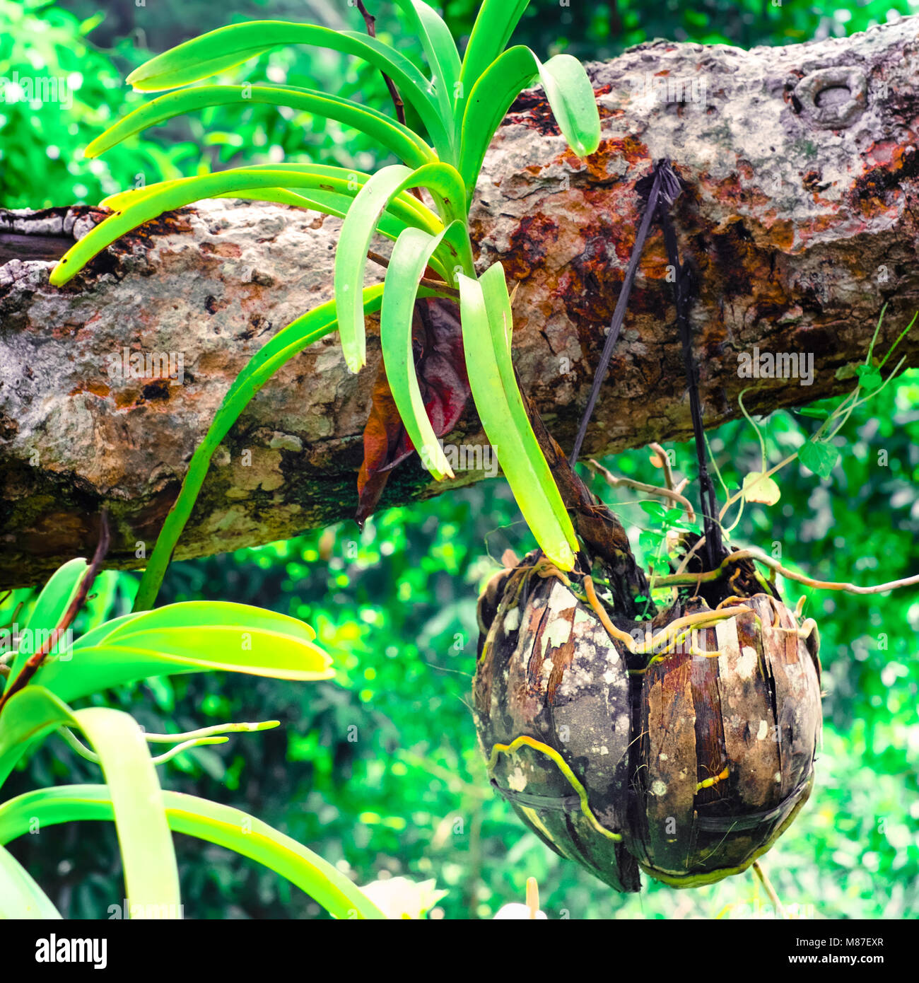 Tropical orchid growing in dried coconut pot in rainforest. Traditional ...