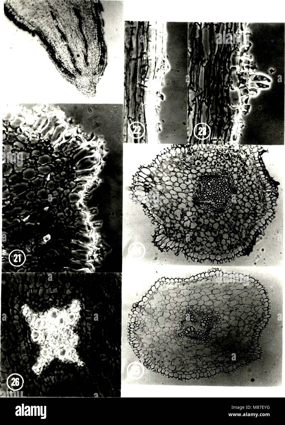 Effect of depth of rooting on citrus root structure and water ...
