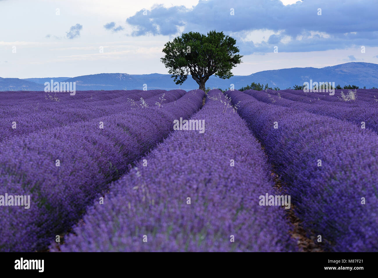 French landscape with lavender Fields near Valensole in the evening ...