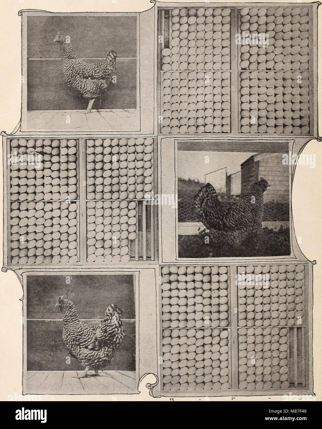 'Eggs and Egg Farms' provides essential information on the egg farming ...