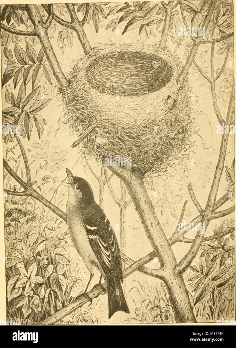 Egg check list and key to the nests and eggs of North American birds ...