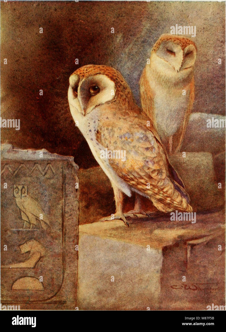 A 1909 study on the bird species primarily found in the Nile Valley ...
