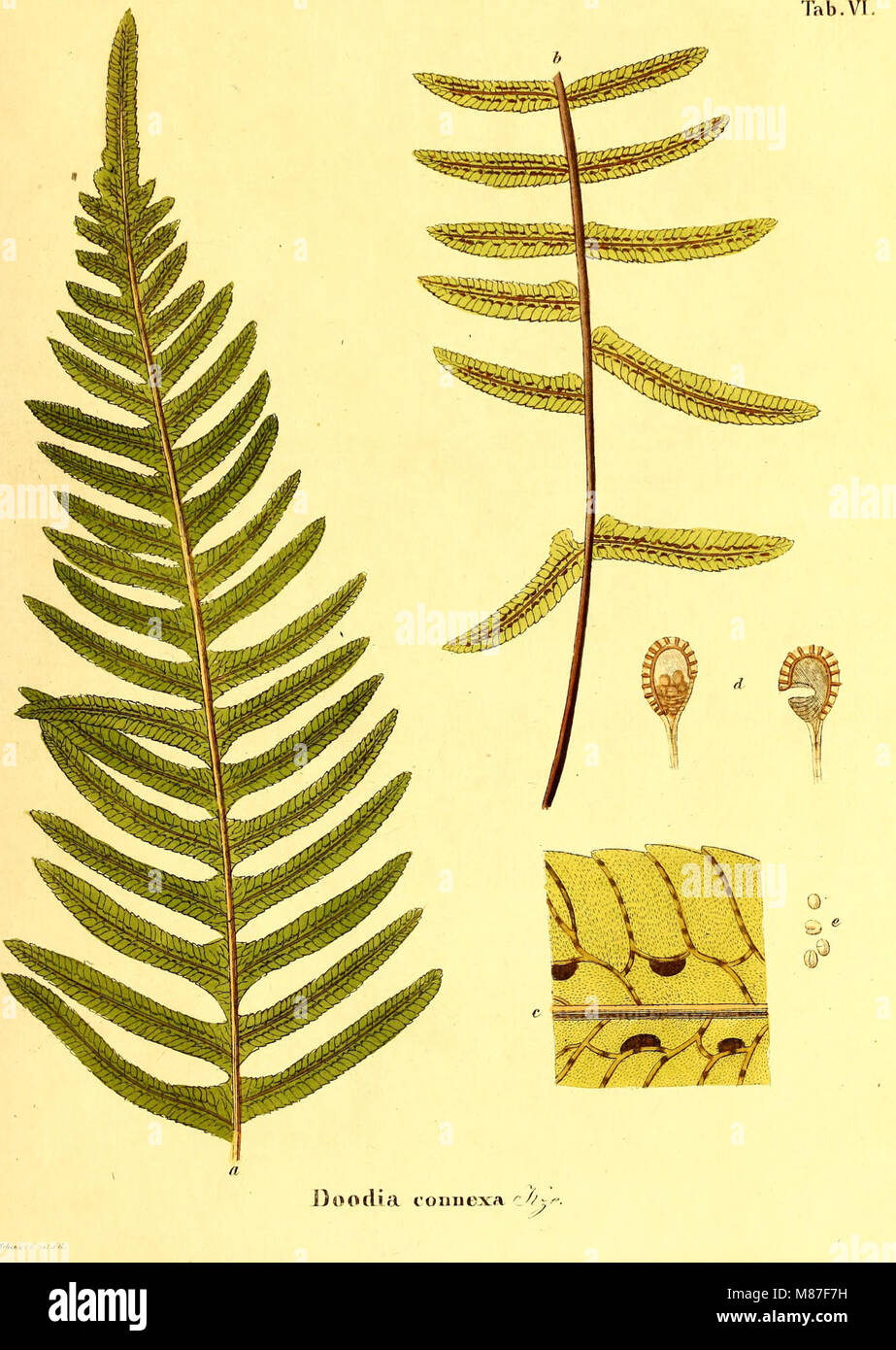 This German work from 1840 presents a detailed and illustrated guide to ...