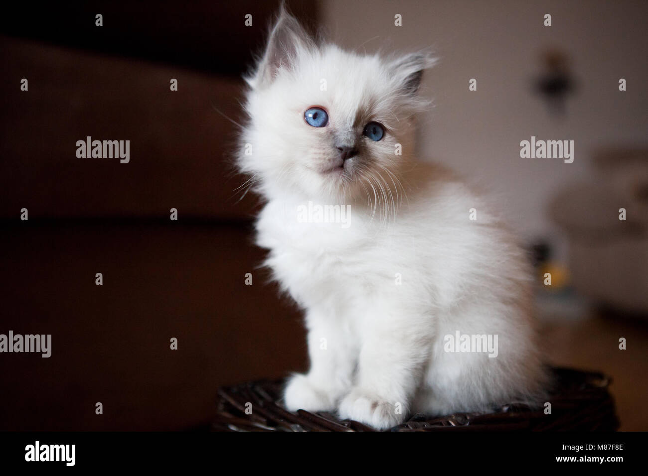 Young adorable white Sacred Birman kitten Stock Photo - Alamy