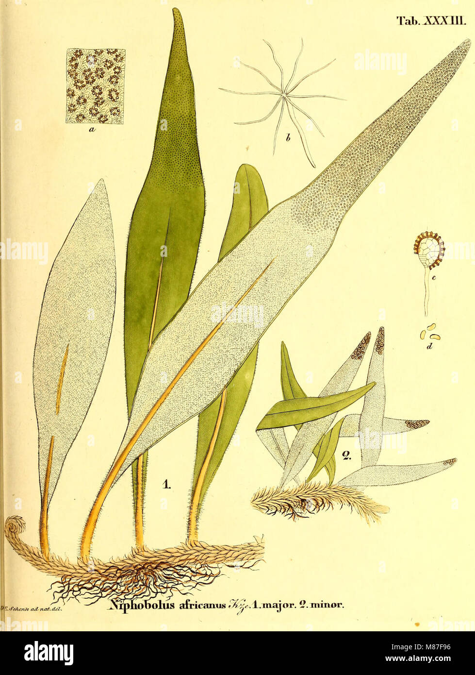 This 1840 botanical work features detailed illustrations of ferns ...