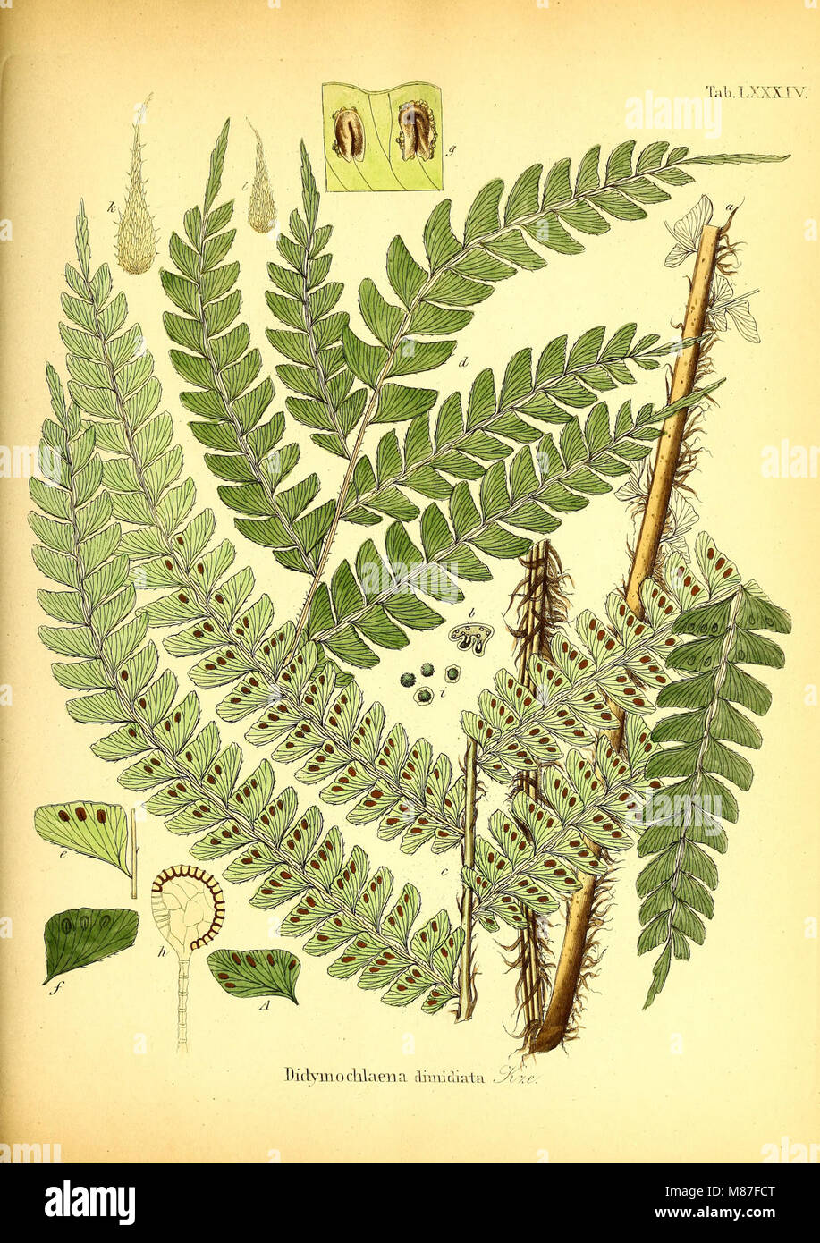 This 1840 work presents a detailed and accurate description of ferns ...