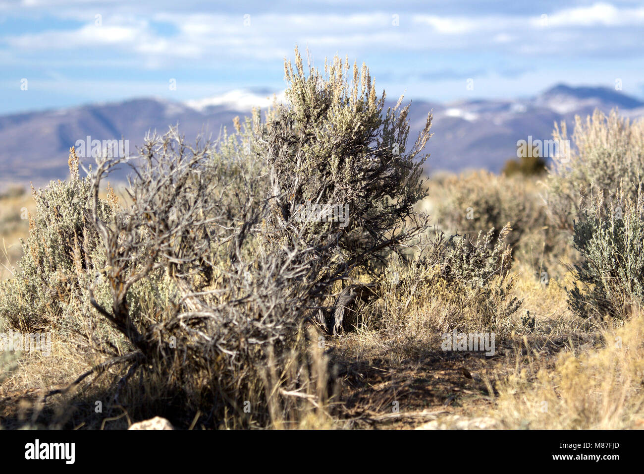 Rocky savannah hi-res stock photography and images - Alamy