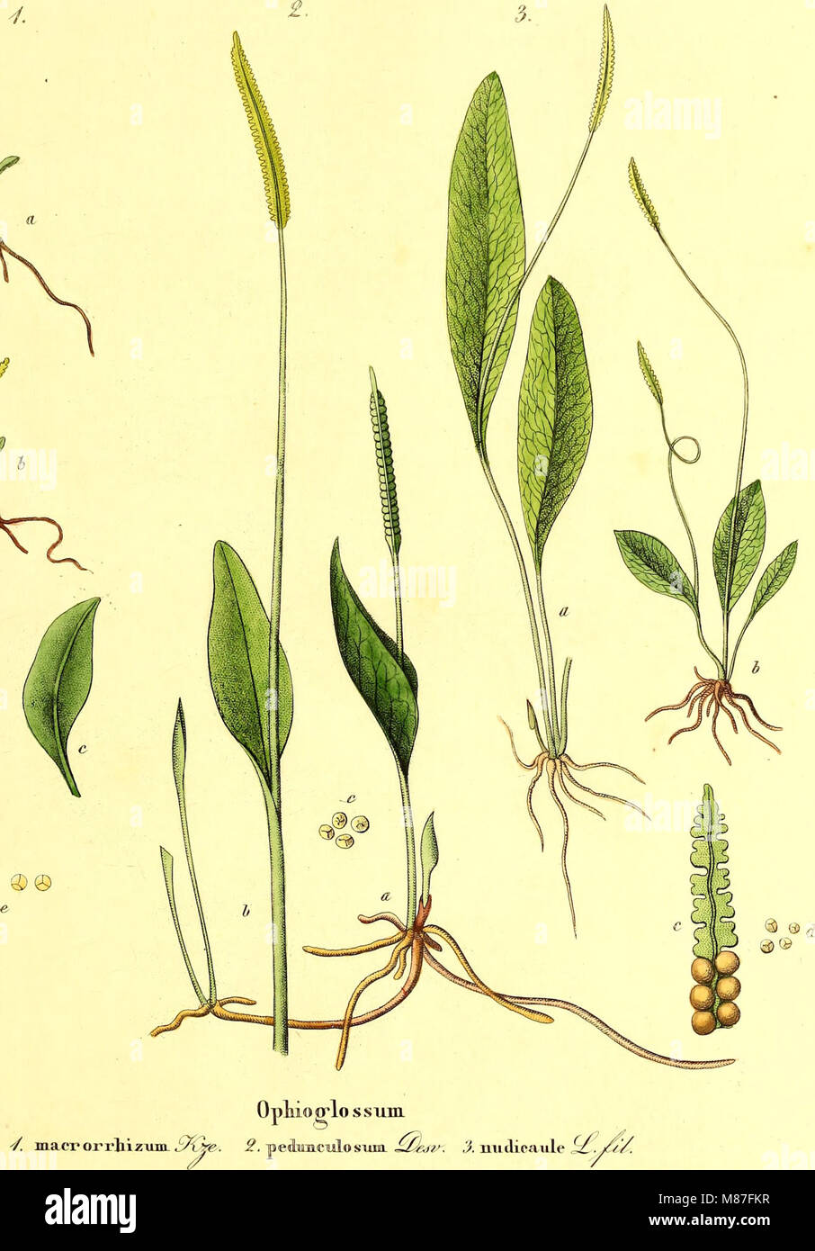 *Die FarnkrÃ¼ter in Kolorierten Abbildungen Naturgetreu ErlÃ¤utert und ...