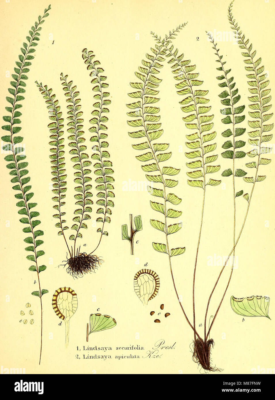 This 1840 German work, *Die FarnkrÃ¤uter in kolorierten Abbildungen ...