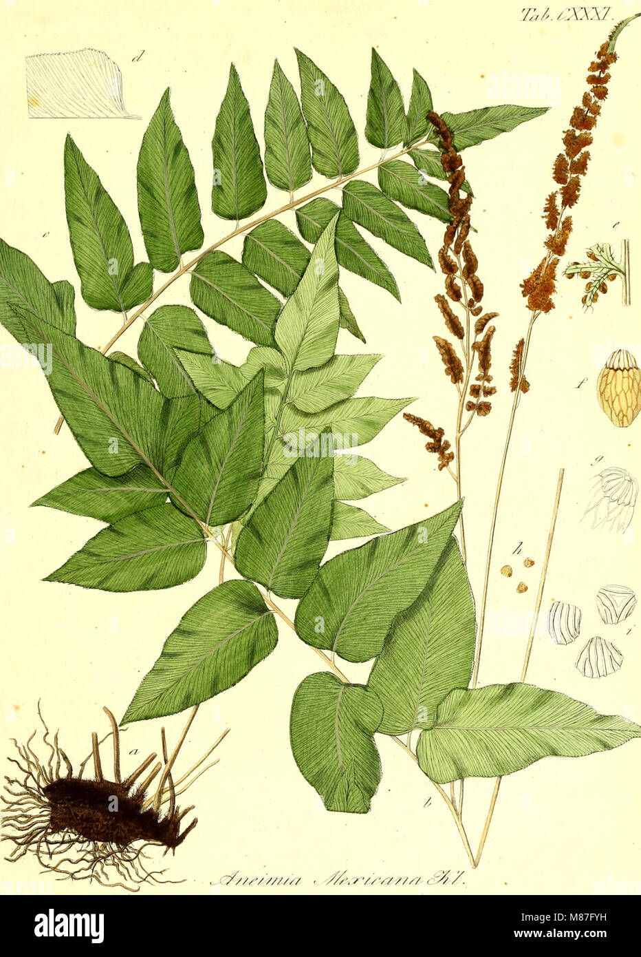 This 1848 German work presents detailed illustrations and descriptions ...