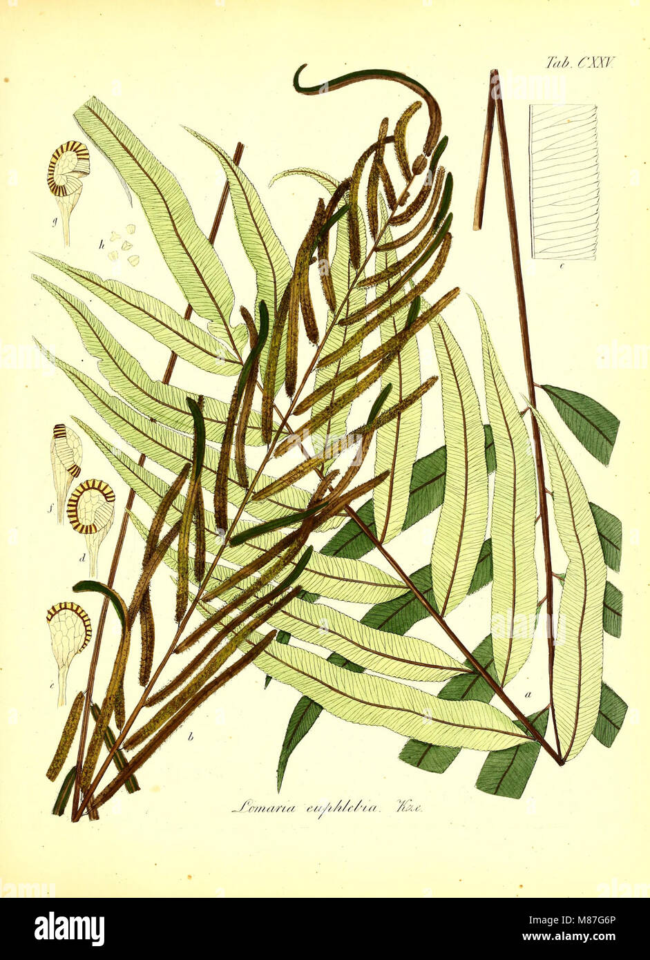This 1848 German botanical work presents a detailed illustrated study ...