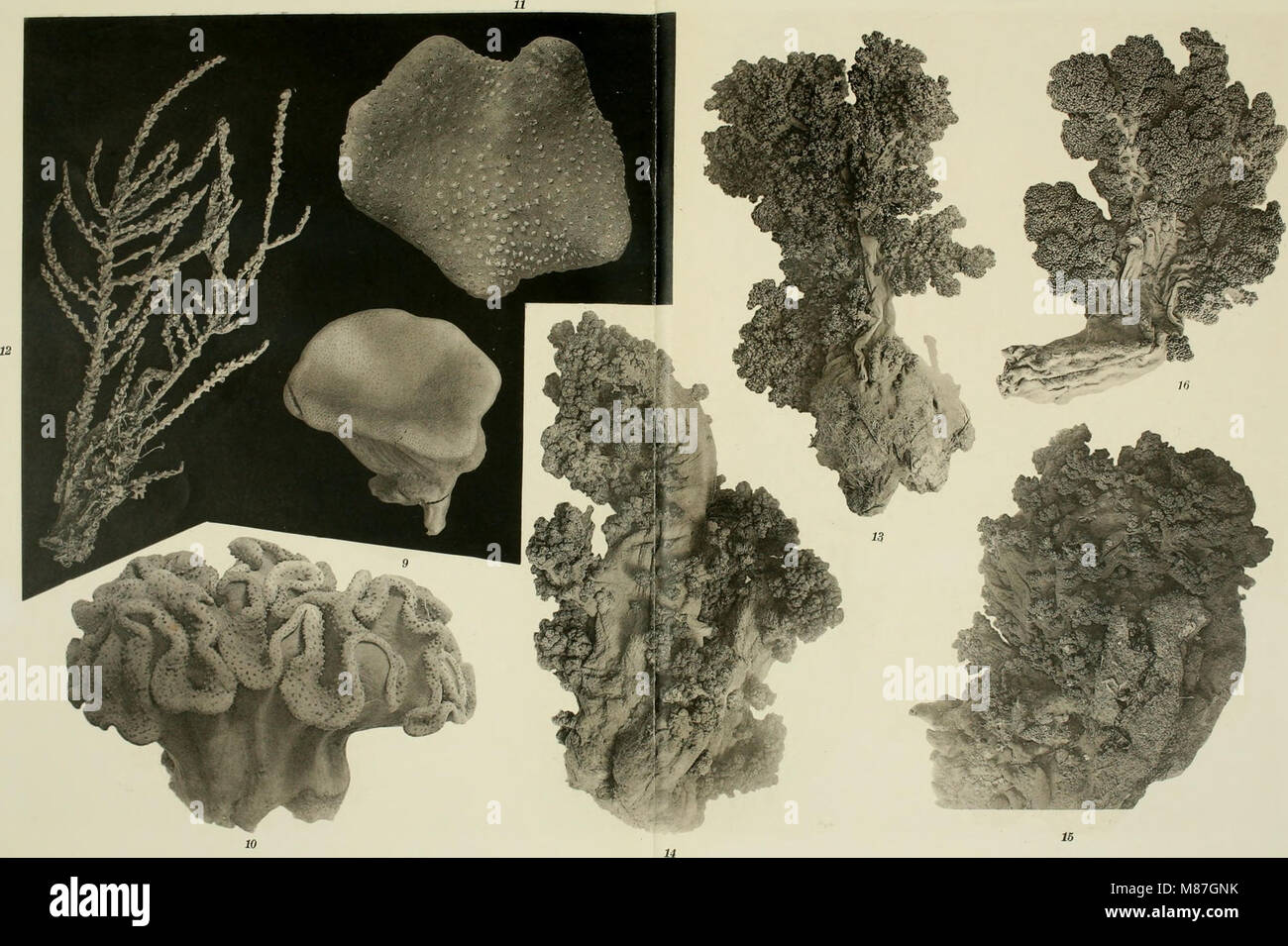 Die Fauna südwest-Australiens. Ergebnisse der Hamburger südwest ...