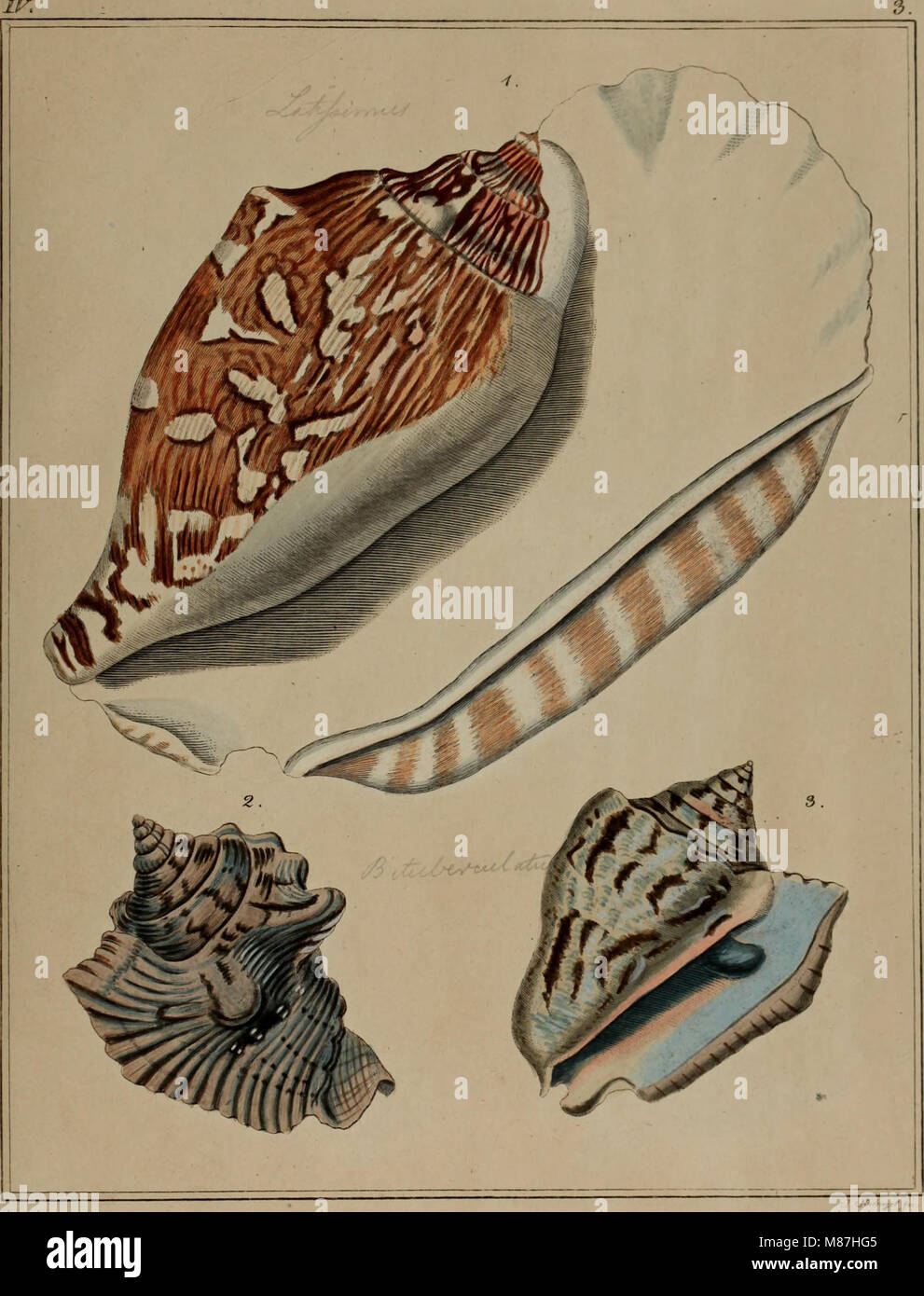 'Die FlÃ¼gelschnecken (Strombea)' (1845) is a detailed study of winged ...