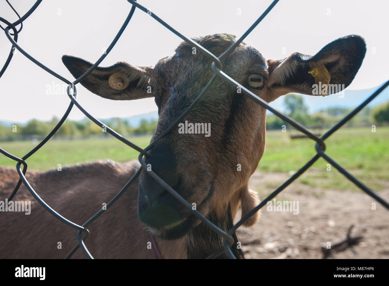 goat portrait closeup Stock Photo - Alamy