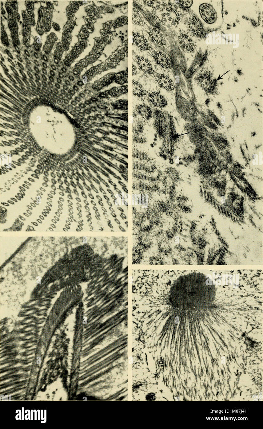 Electron-microscopic structure of protozoa (1963) (20586638054 Stock ...