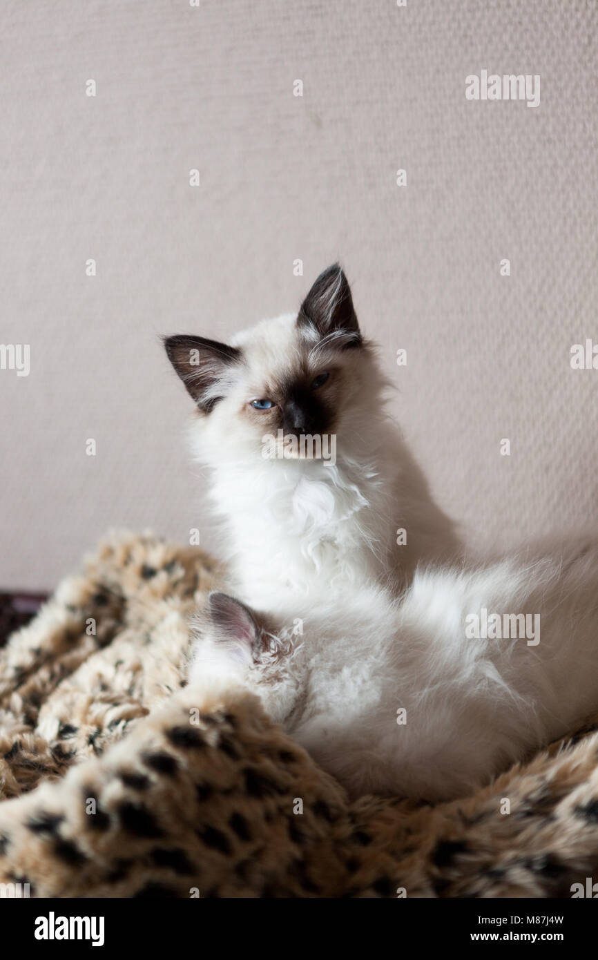 Young adorable white Sacred Birman kittens Stock Photo - Alamy