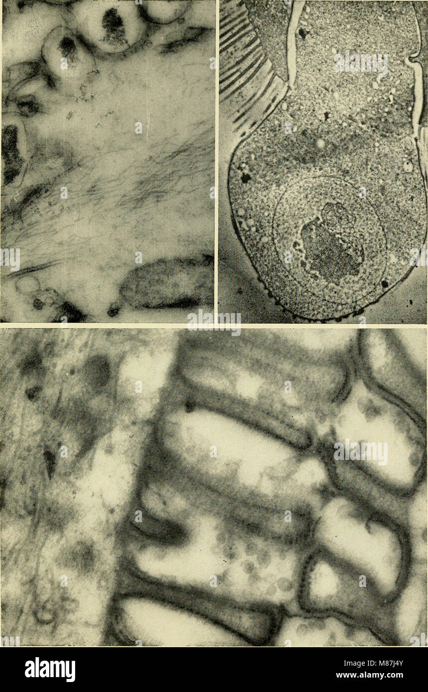 This 1963 study explores the electron-microscopic structure of protozoa ...