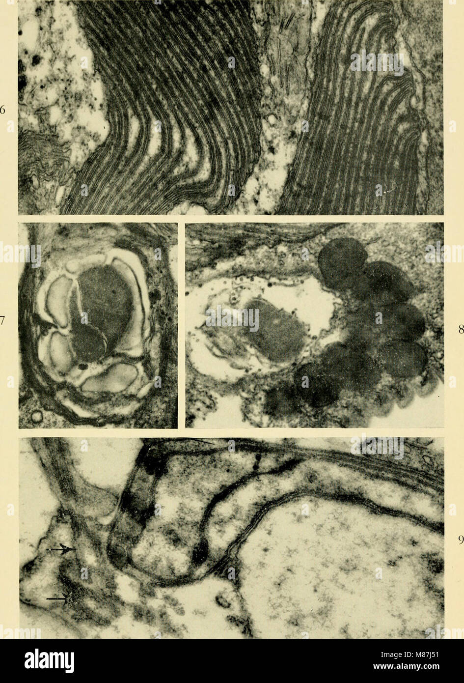 The study 'Electron-Microscopic Structure of Protozoa' (1963) explores ...