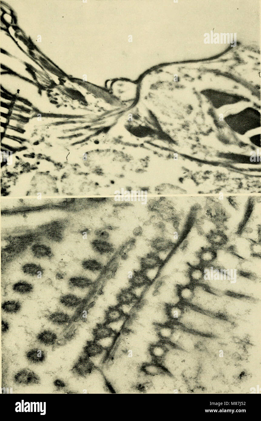 A 1963 study on the electron-microscopic structure of protozoa ...