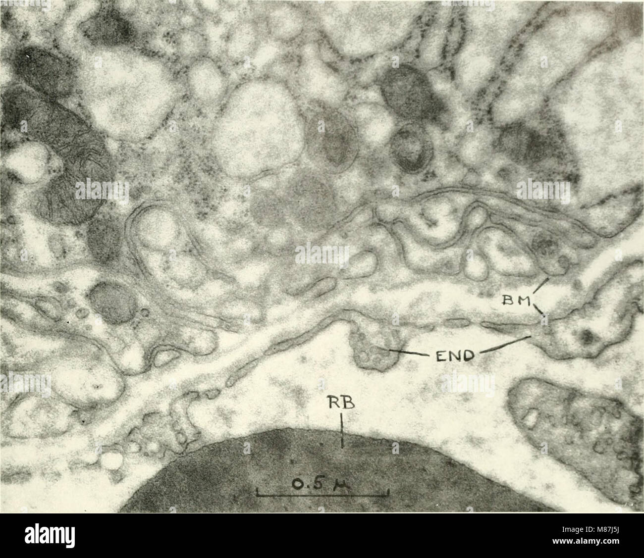 Electron microscopy; proceedings of the Stockholm Conference, September ...