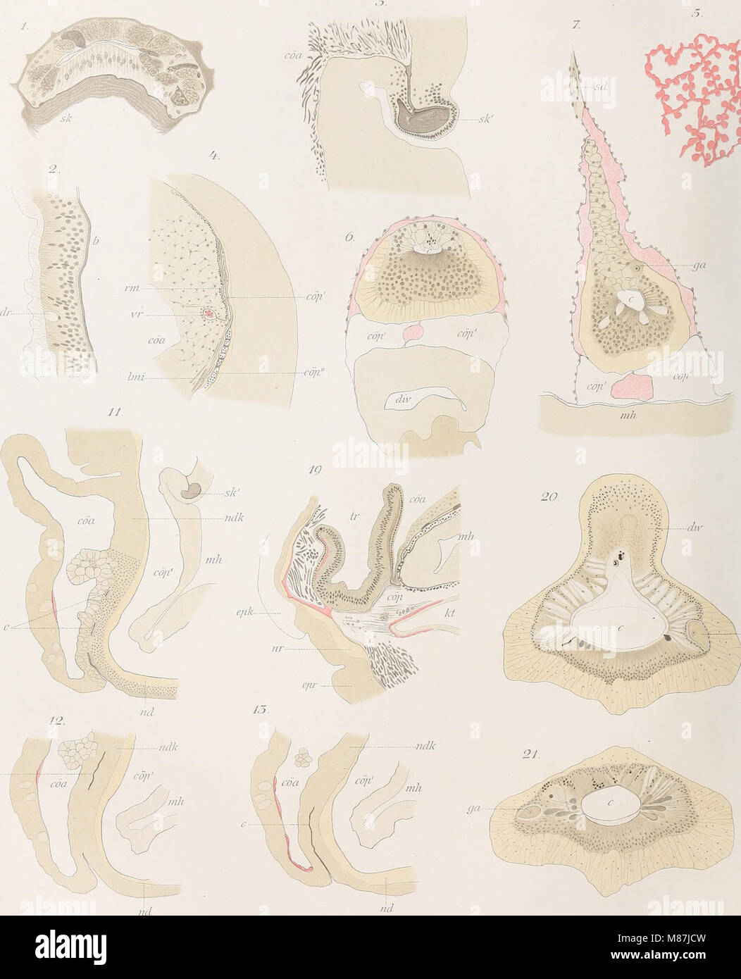 This 1893 work focuses on the Enteropneusta species of the Gulf of ...