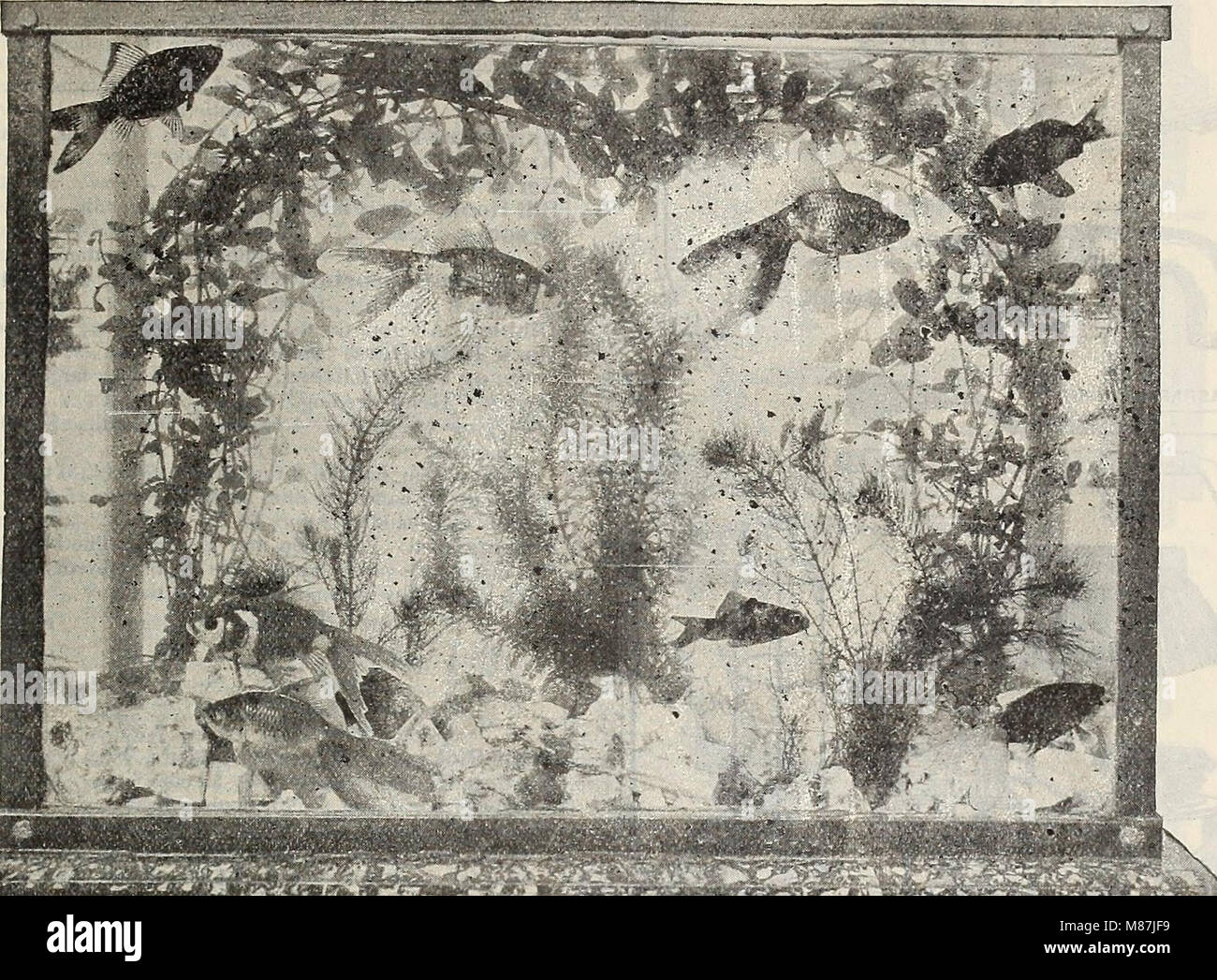 The *Dreer's 72nd Annual Edition Garden Book* (1910) provides ...