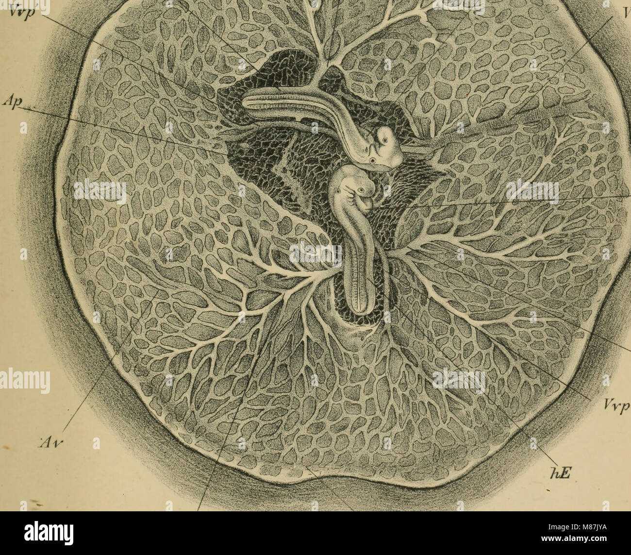 This 1882 study explores the development of congenital malformations in ...