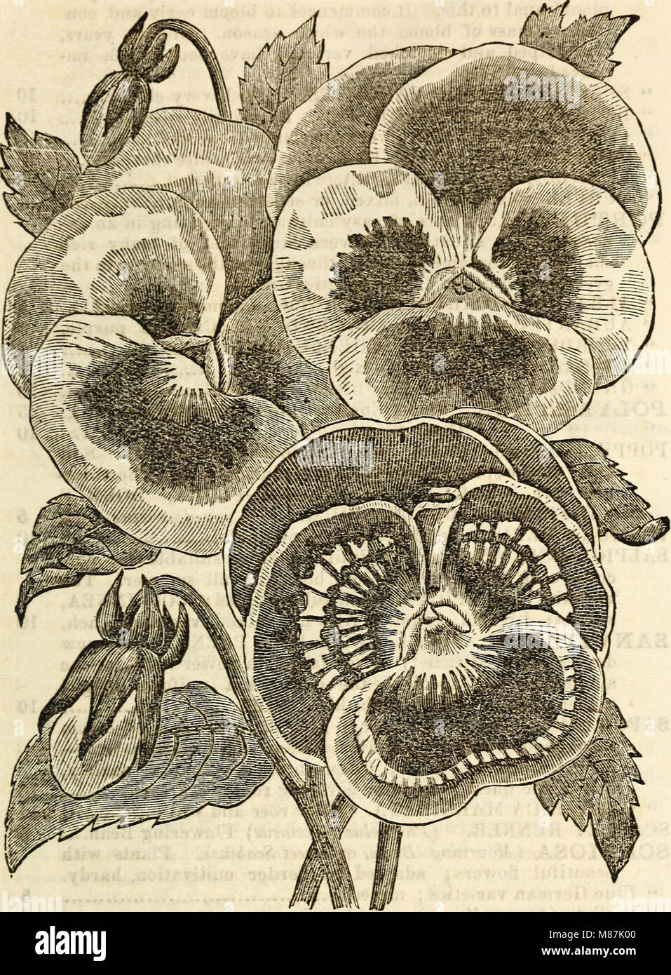 Dreer's garden calendar 1872 (1872) (14594765260 Stock Photo - Alamy