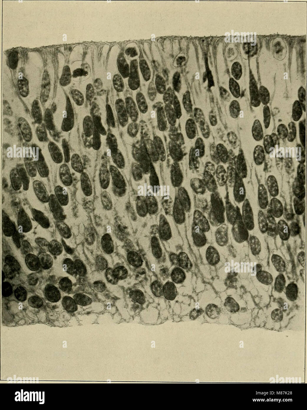 This 1904 work explores the development of the human brain during the ...