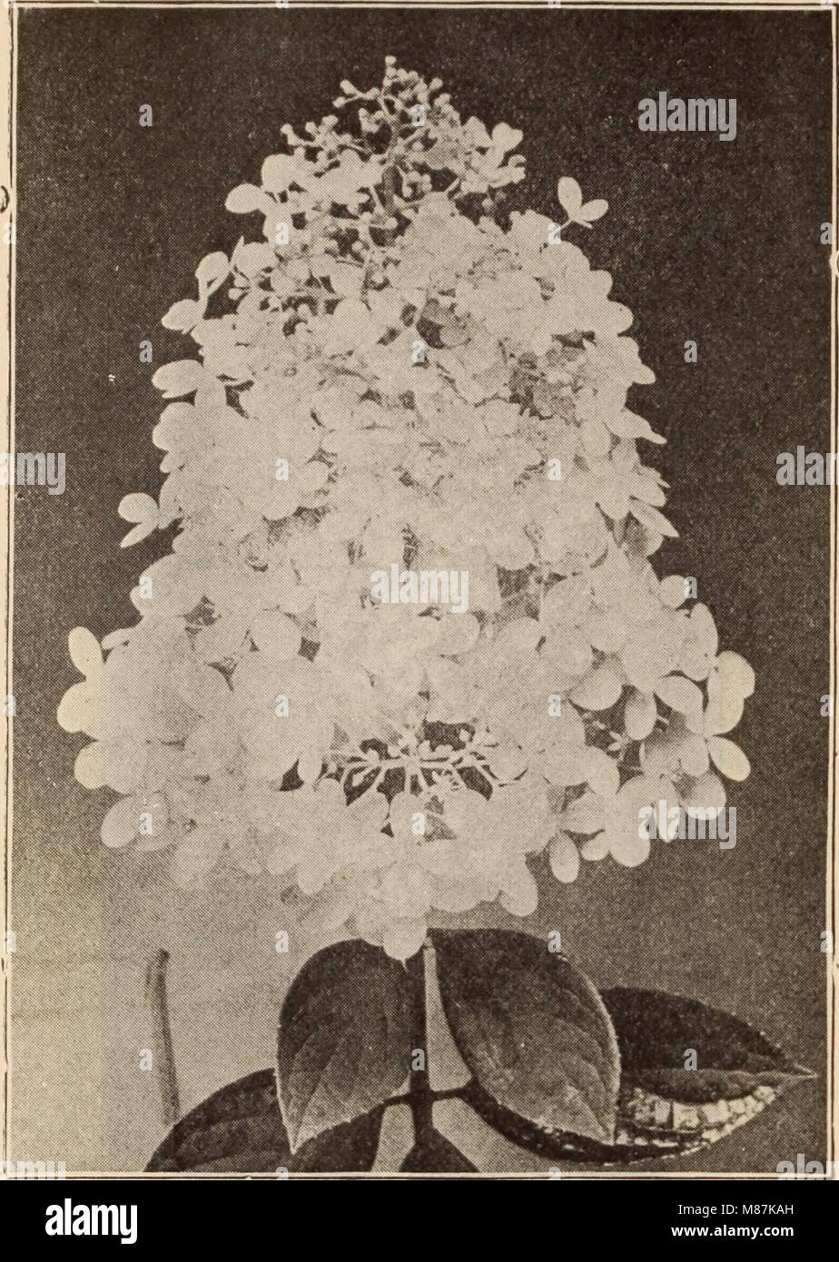 Dreer hi-res stock photography and images - Alamy