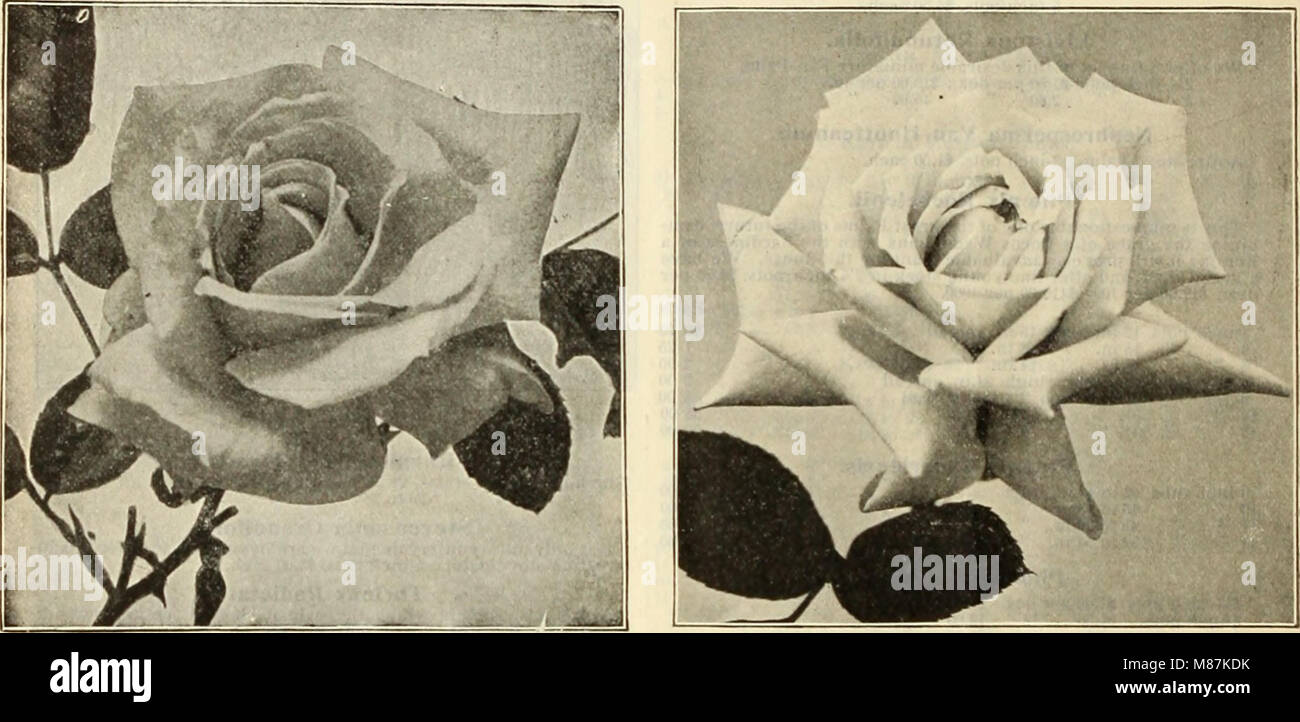 Seeds plants bulbs fertilizers hi-res stock photography and images - Alamy