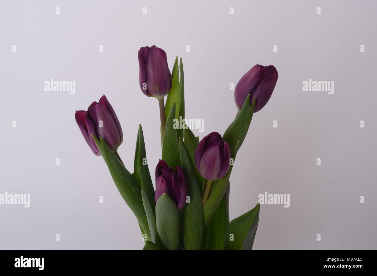 Set of five different color tulips isolated on white background Stock ...