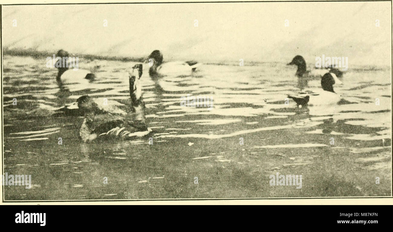 The 1923 work 'Driven Duck' explores the practice of duck driving, a ...