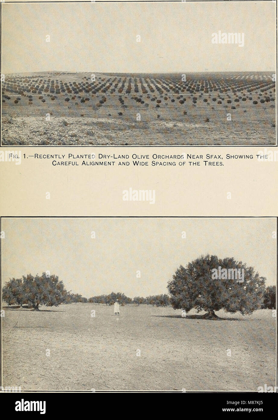 Cultivation in olive growing regions hi-res stock photography and ...
