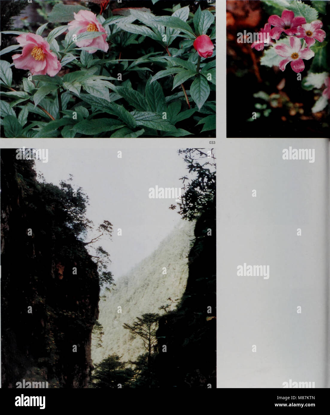 'Du jiang yan sheng wu duo yang xing yan jiu yu bao hu' (2000) focuses ...