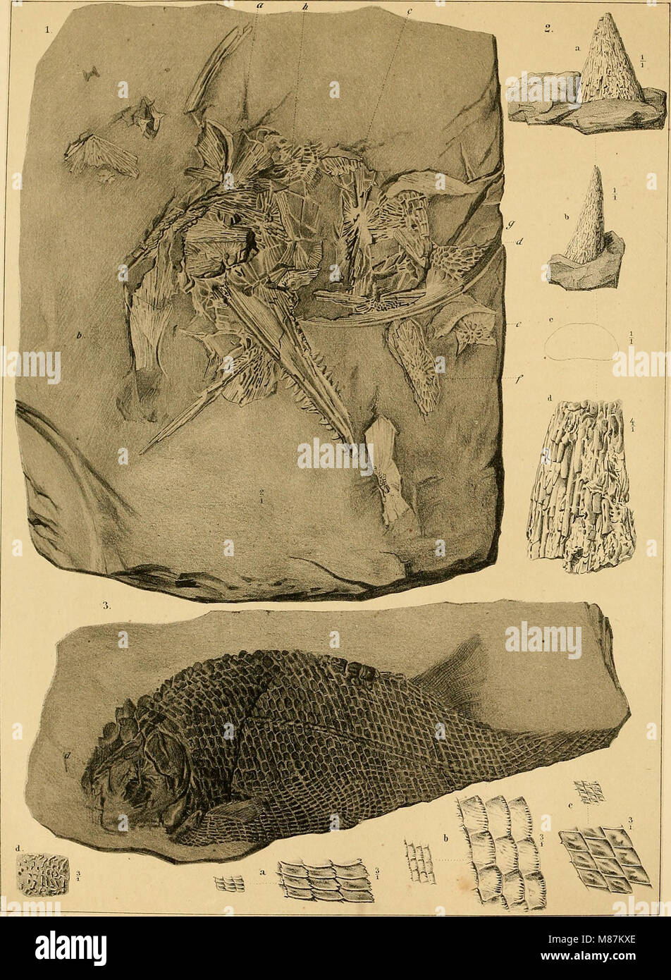 This 1861 work discusses the Zechstein formation and the Rothliegend ...