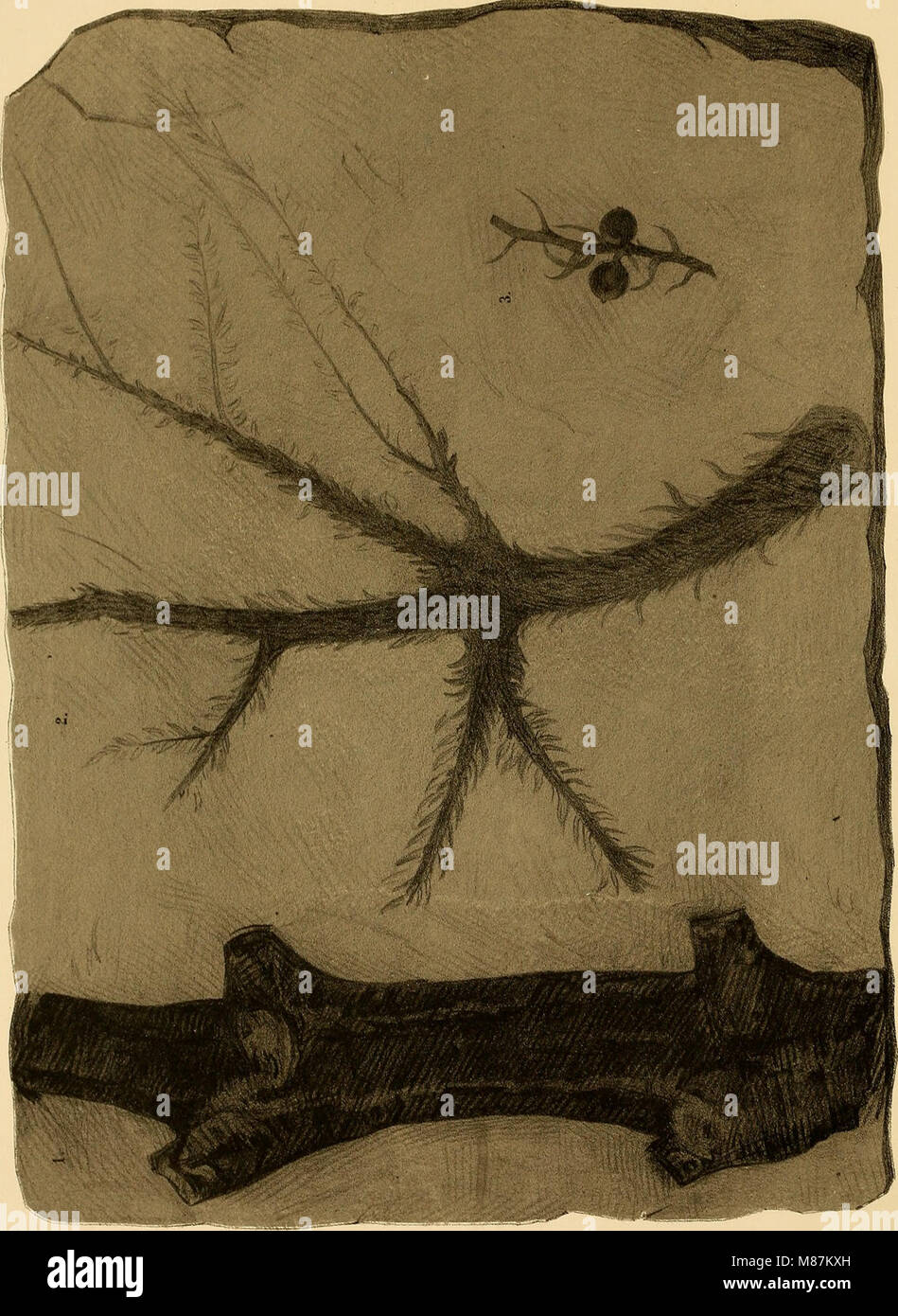 This 1861 work examines the Dyas, Zechstein formation, and the ...