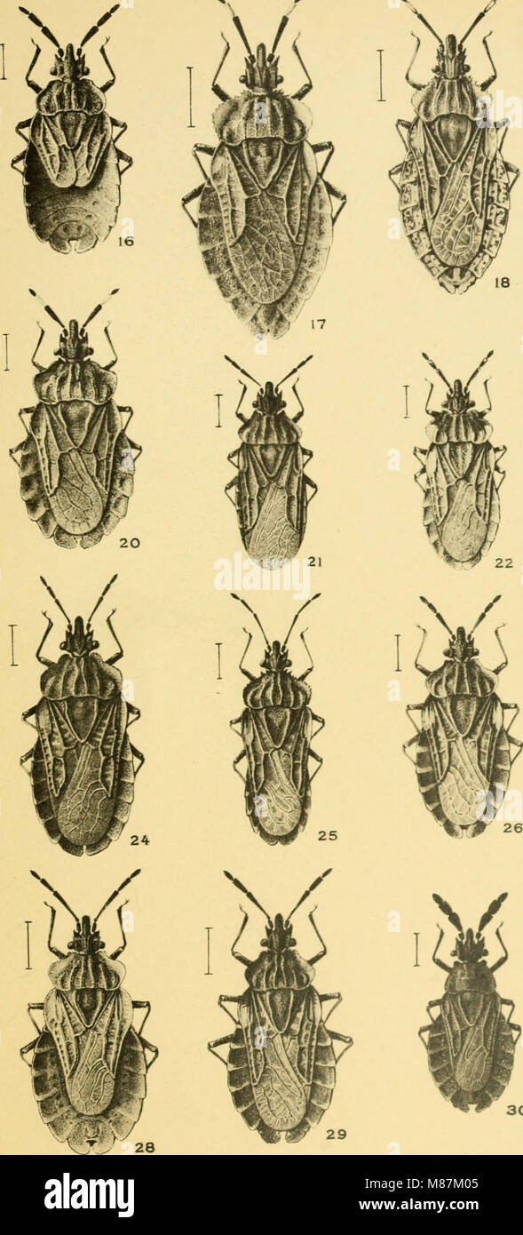 A 1913 entomological study on the families Dysodiidae and Aradidae ...
