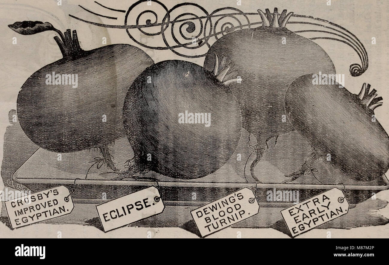 E.Annabil and Co. seed annual - season 1902 (1902) (19942214823 Stock ...