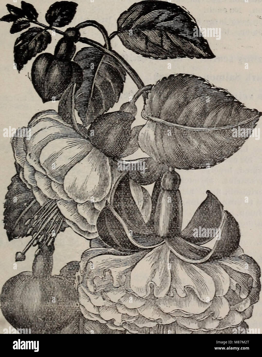 E.Annabil and Co. seed annual - season 1902 (1902) (20375256978 Stock ...