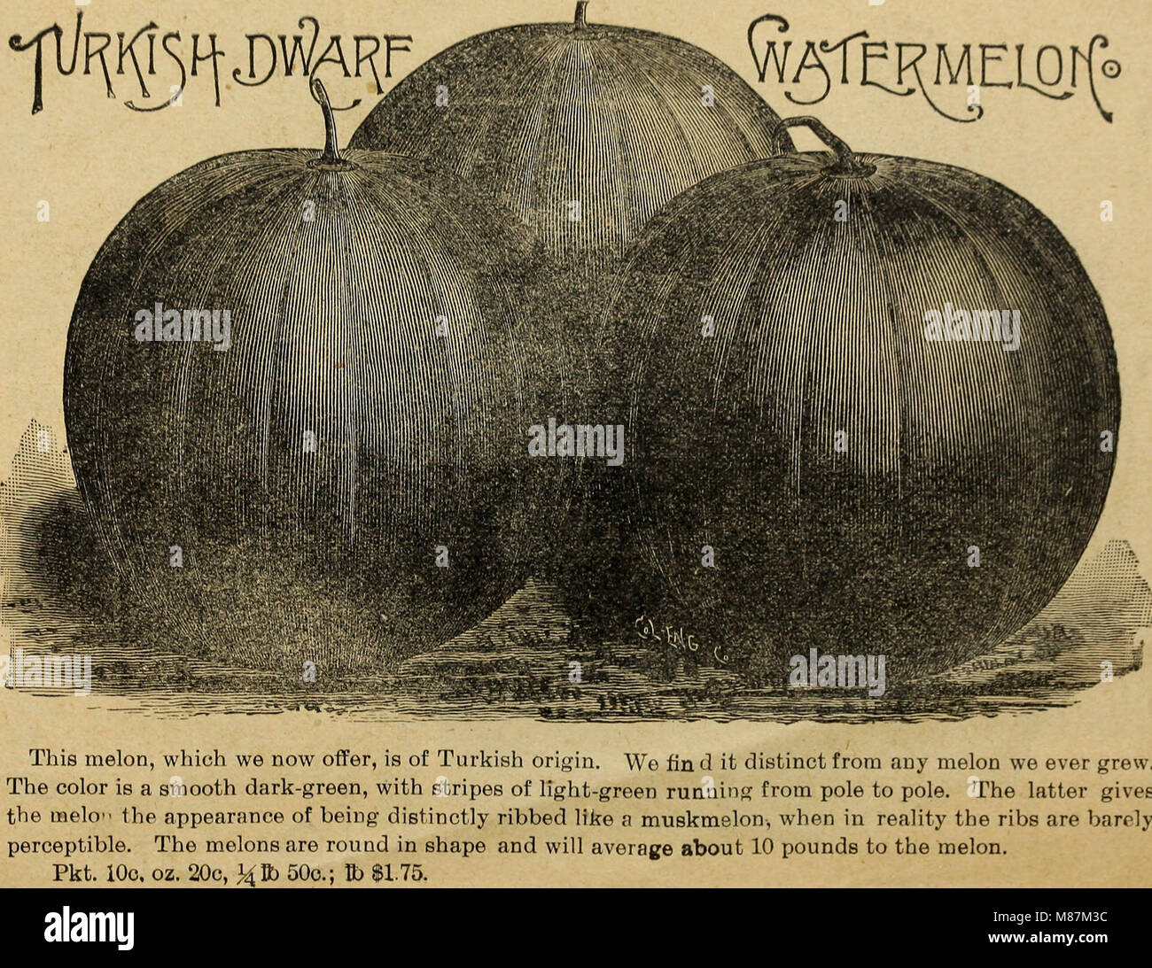 E. Annabil and Co.'s seed annual (1893) (21120176825 Stock Photo - Alamy