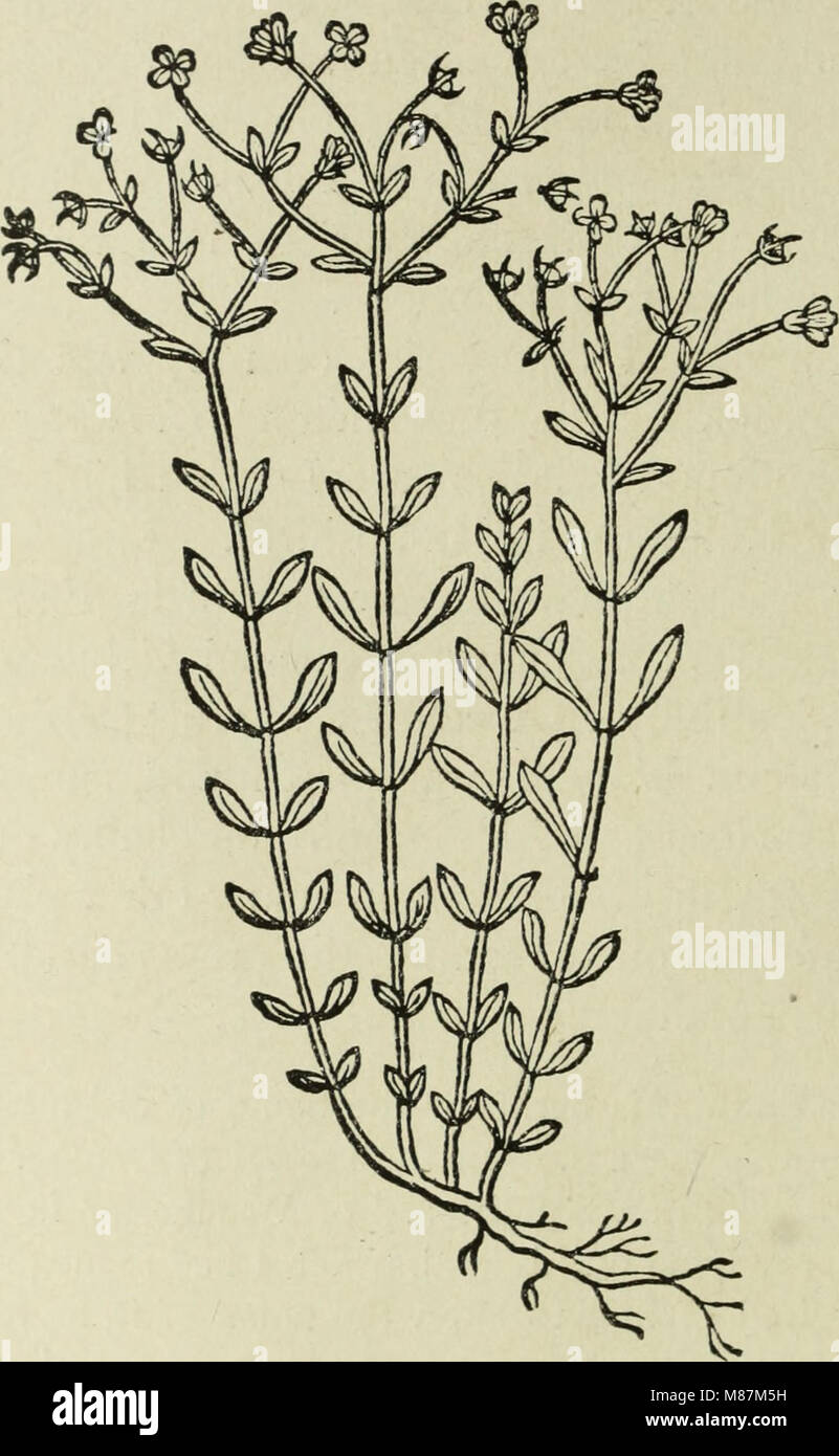 'Early British Botanists and Their Gardens' (1922) examines the ...