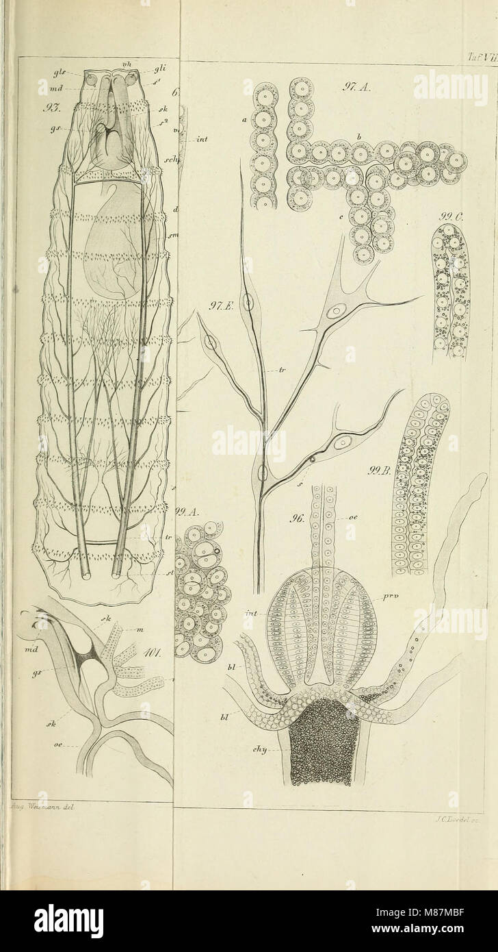 This 1864 work, 'Die Entwicklung der Dipteren,' examines the evolution ...