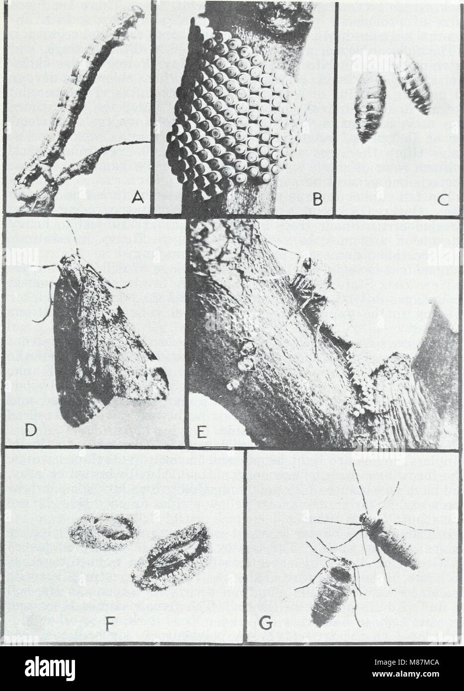Eastern forest insects (1175) (20511771484 Stock Photo - Alamy