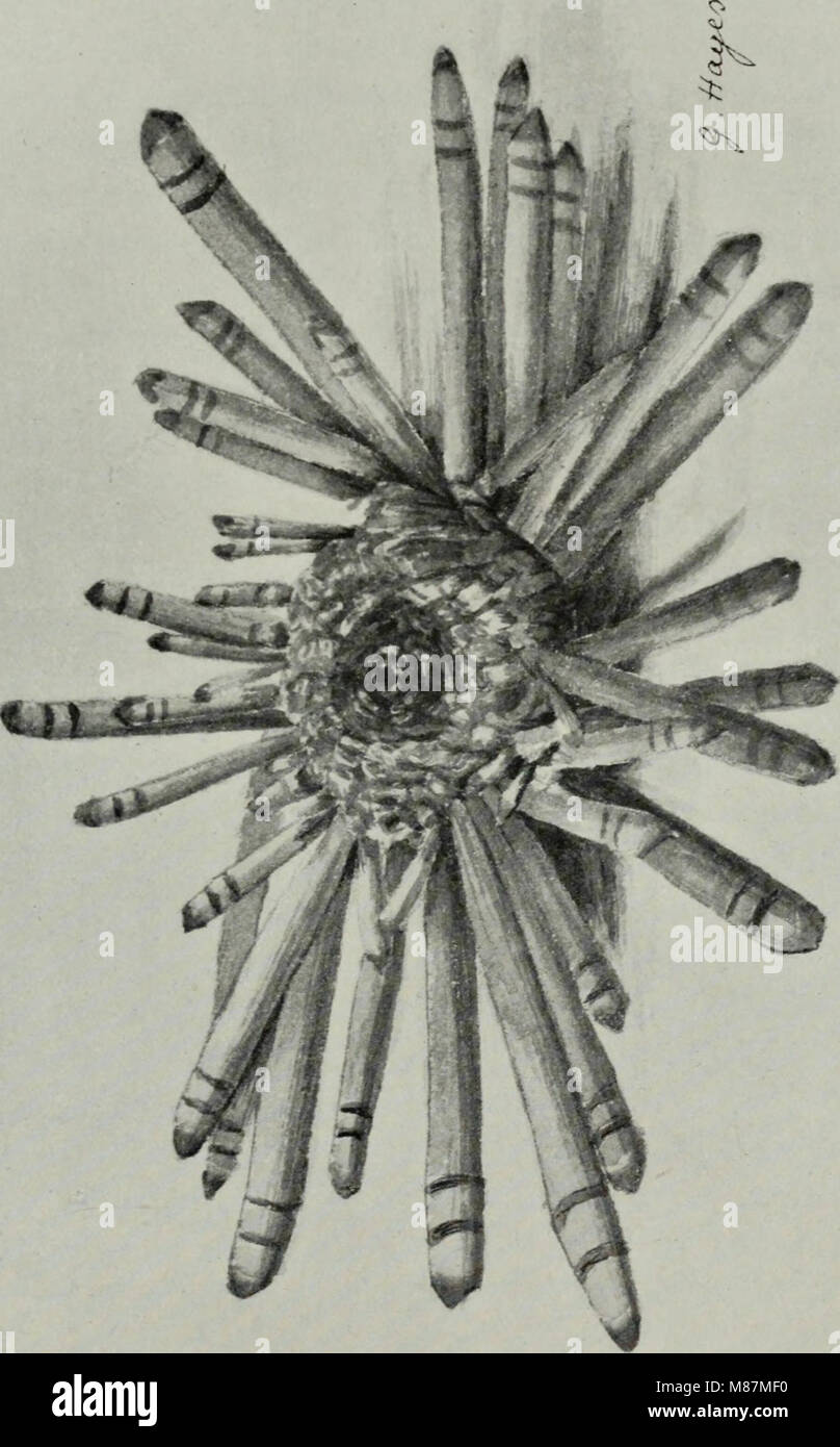 A historical map showcasing the Eastern Pacific region, focusing on ...