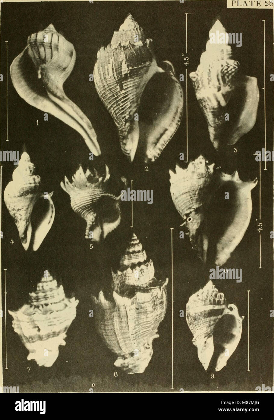 Thousand shells hi-res stock photography and images - Alamy