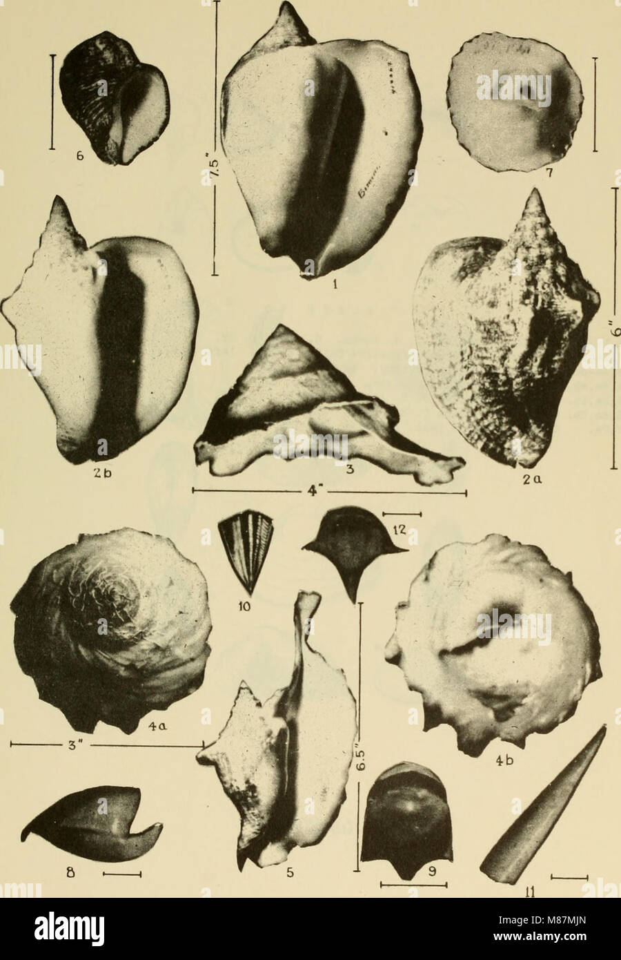 Thousand shells hi-res stock photography and images - Alamy