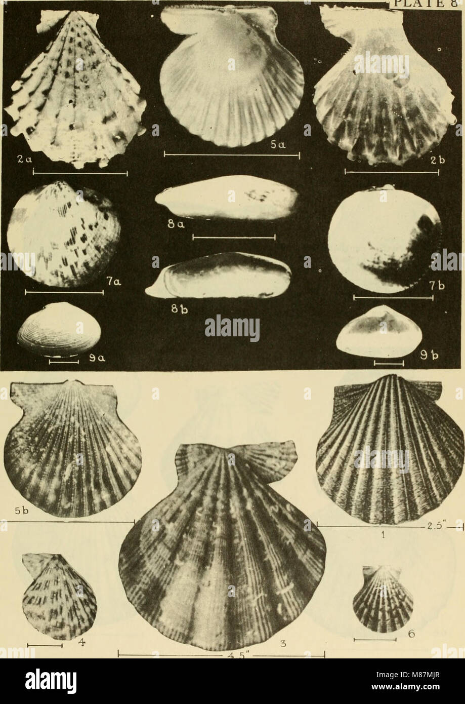 Thousand shells hi-res stock photography and images - Alamy