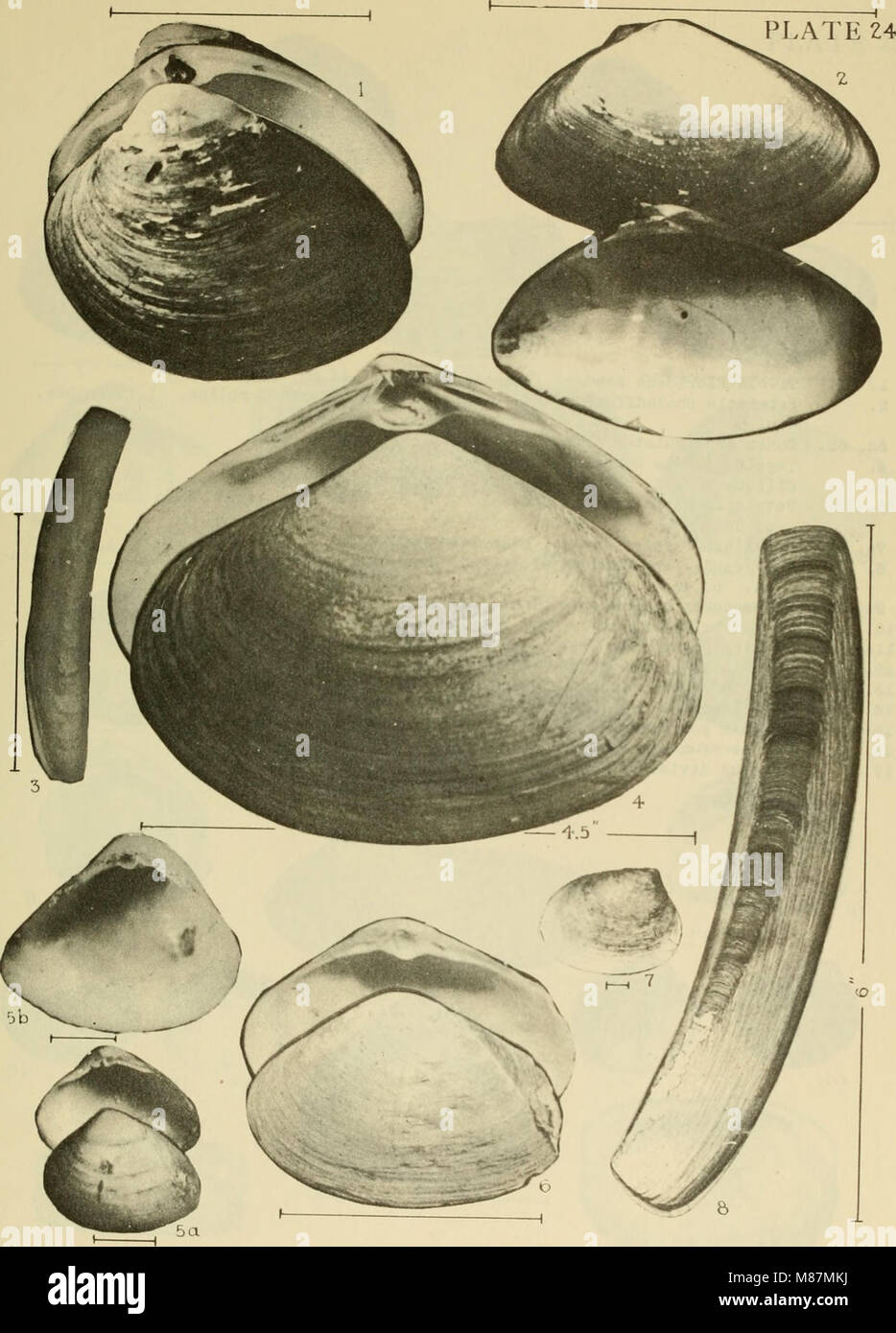 This work details the marine shells found along the east coast of the ...