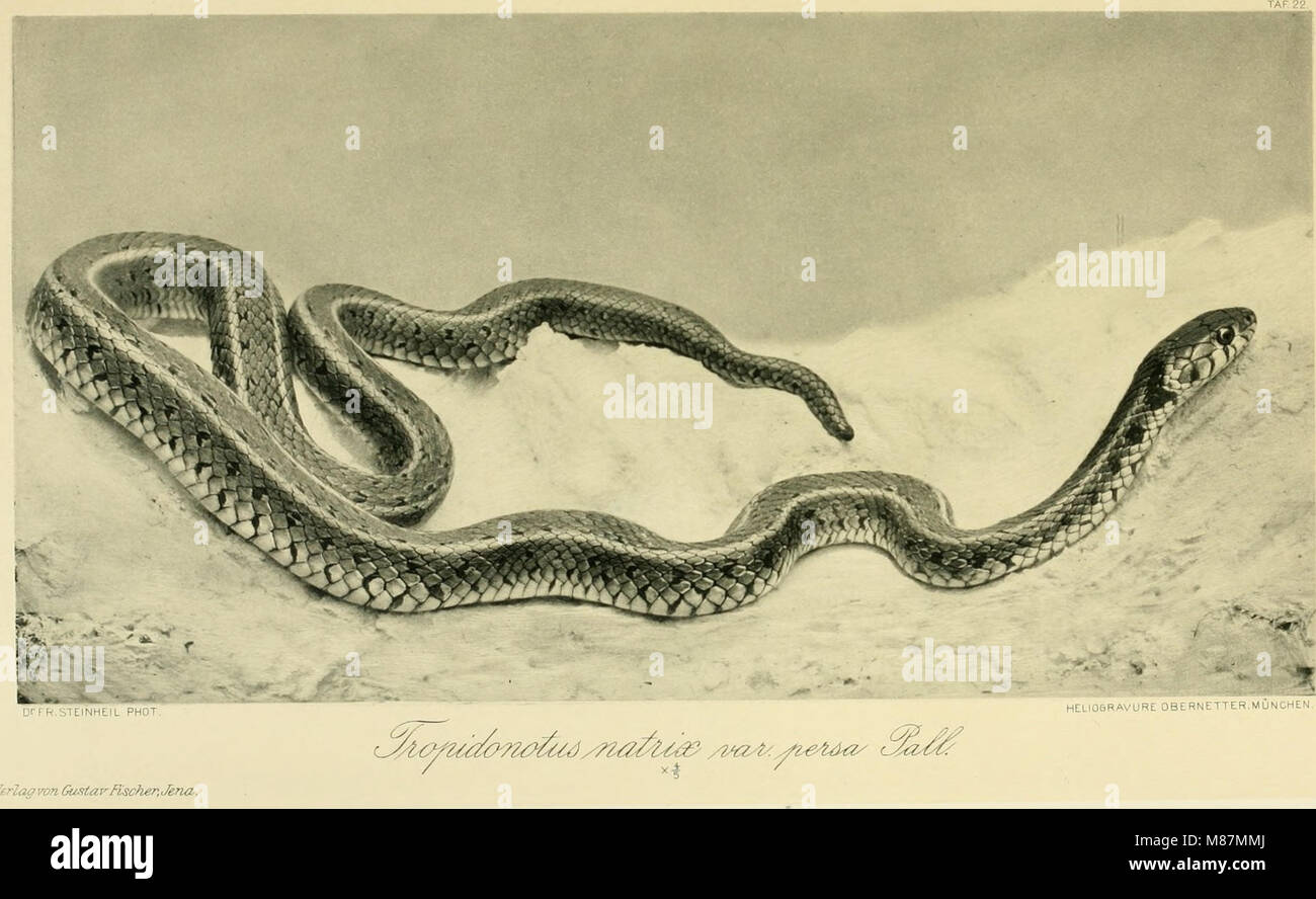 This work features copperplate illustrations of European snakes, based ...